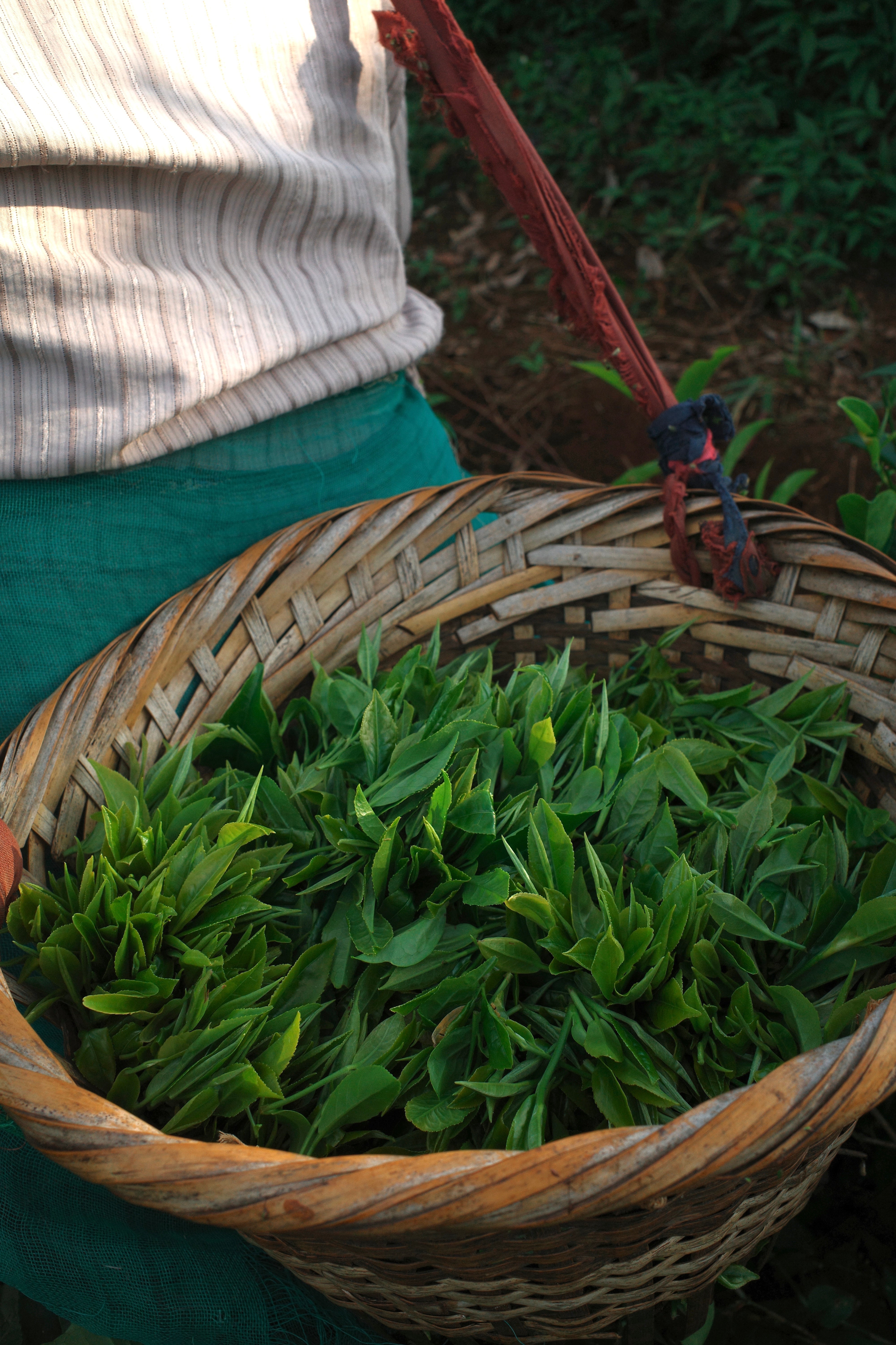 Tea in the Spotlight: Meghalaya, Lakyrsiew – Waterloo Tea